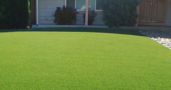 Lawn Grass Basics & Care