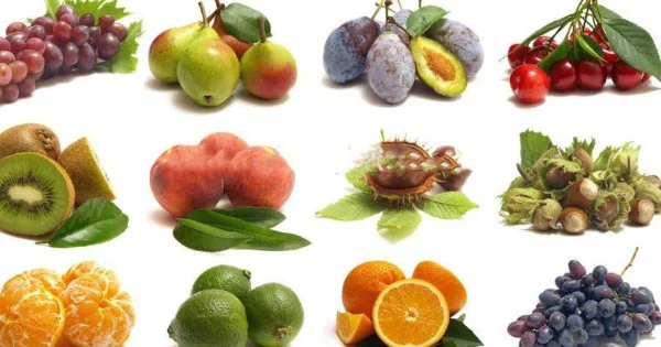 Buy Fruit Seeds online from Hobbyplus.in at lowest price.