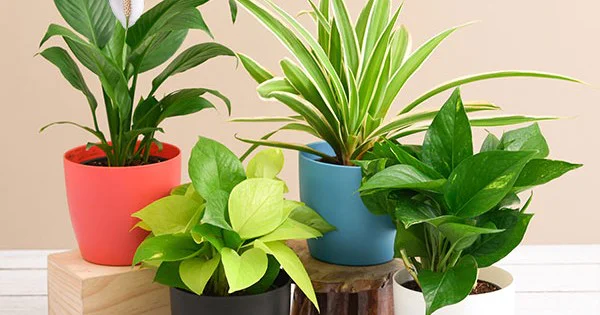 Buy Live Plants Online - Refresh Your Home or Office with Greenery