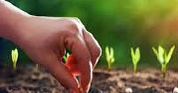 Buy Seeds Online India For Home Garden. Variety of Flowers, Fruits ...