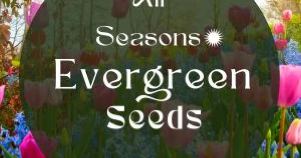Premium All Seasons Evergreen Seeds for Year-Round Greenery and bloom ...