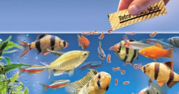 Buy Fish Food Online - High-Quality Products for a Healthy and Happy Tank