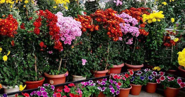 All seasonal Flower Seeds for Terrace and Home Gardening
