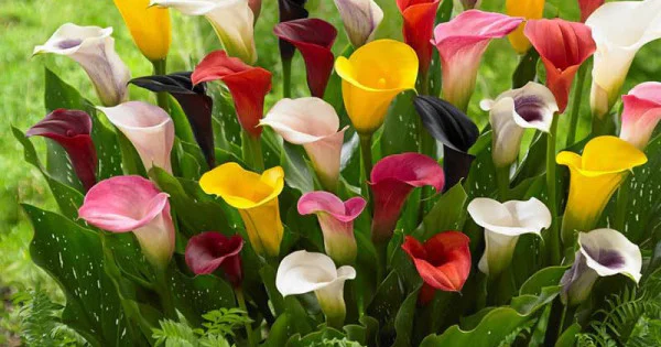 Calla Lily Flower Bulbs | Vibrant Mix Colors | Freshly Packed