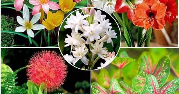 Summer Flower Bulbs Combo | Vibrant Mix Colors | Freshly Packed