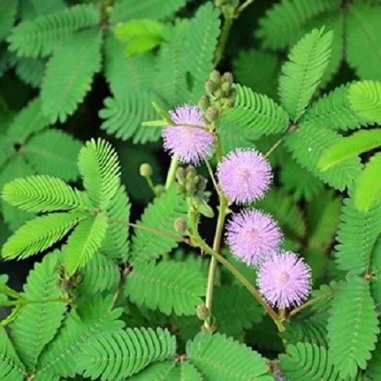 Buy Chuimui Seeds, Mimosa pudica Flower Seeds | Hobbyplus.in | Free ...