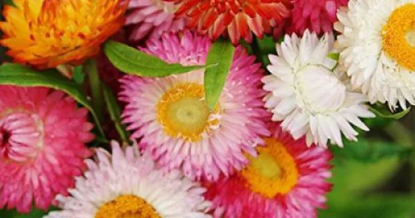 Buy Helichrysum Flower Seeds | Hobbyplus.in | Free Shipping