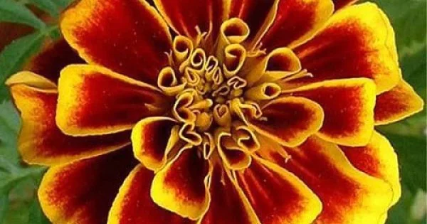 Buy Marigold Jafri Flower Seeds | Hobbyplus.in | Free Shipping