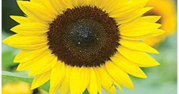 Buy Sunflower Single Miniature Flower Seeds | Hobbyplus.in | Free Shipping