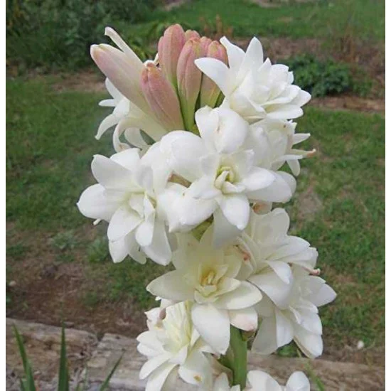Buy Premium Tuberose Flower Bulbs Online - Large and Healthy Fragrant ...