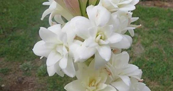 Buy Premium Tuberose Flower Bulbs Online - Large and Healthy Fragrant ...