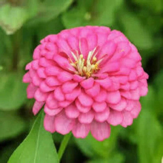 Buy Zinnia Double Pink Color Flower Seeds | Hobbyplus.in | Free Shipping