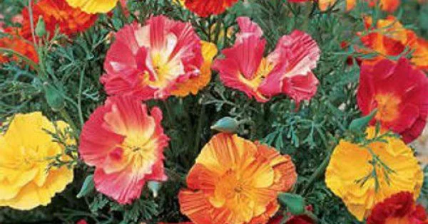 Buy California Poppy Mix Color Flower Seeds | Hobbyplus.in | Free Shipping
