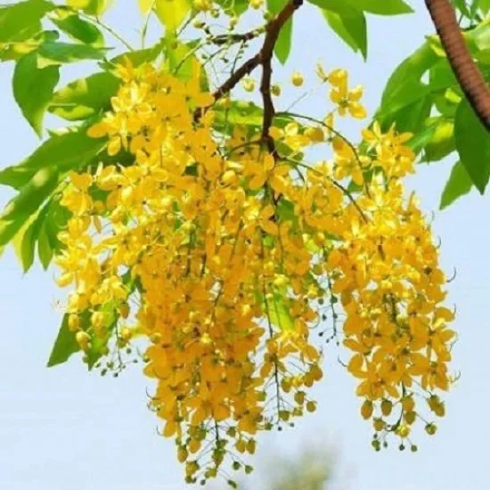 Buy Cassia Fistula Yellow Flower Amaltas Ornamental Plant Flower Seeds ...