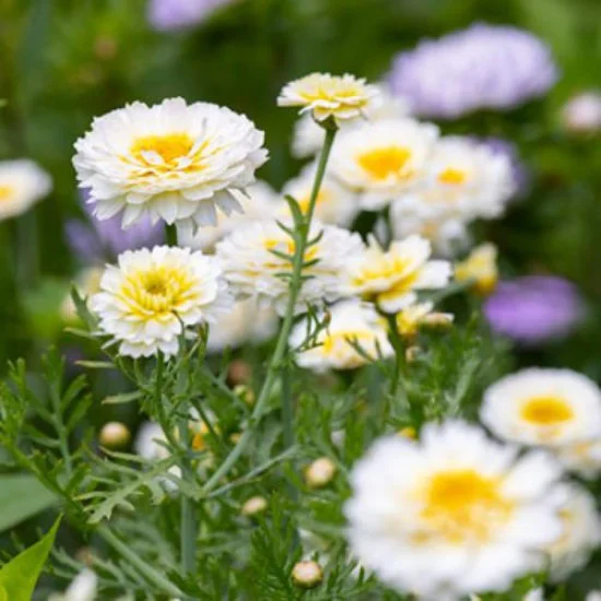 Buy Chrysanthemum Double Mixed Color Flower Seeds | Hobbyplus.in | Free ...