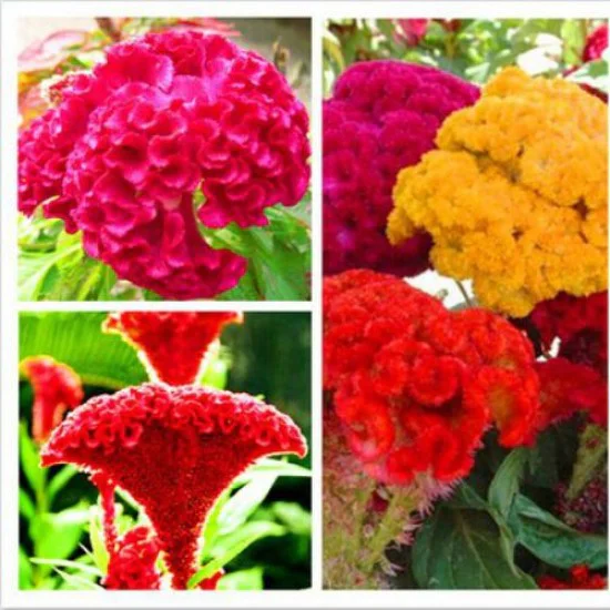 Buy Cockscomb Mixed Color Flower Seeds | Hobbyplus.in | Free Shipping