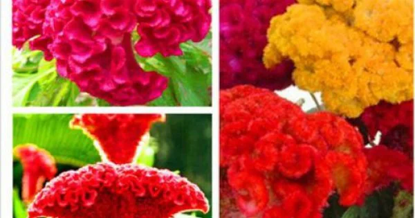 Buy Cockscomb Mixed Color Flower Seeds | Hobbyplus.in | Free Shipping