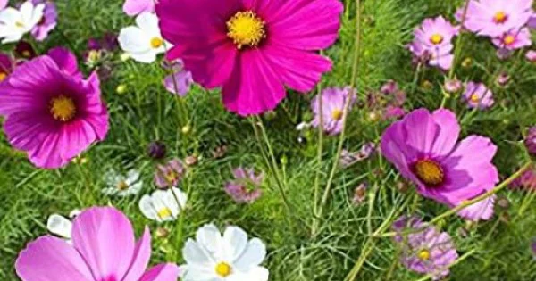 Buy Cosmos Mixed Color Flower Seeds | Hobbyplus.in | Free Shipping