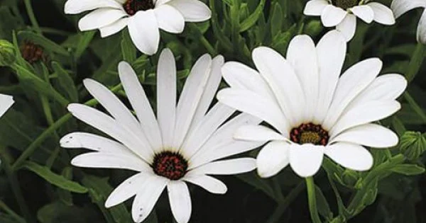 Buy Dimorphotheca Flower Seeds | Hobbyplus.in | Free Shipping