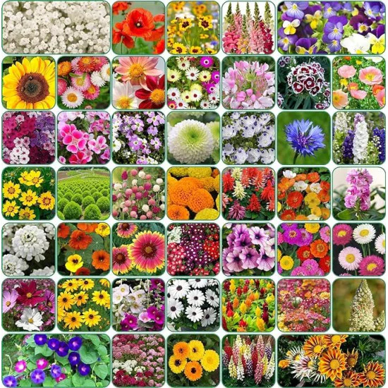 Buy 45 Variety of Flower Seeds Combo| Hobbyplus.in | Free Shipping