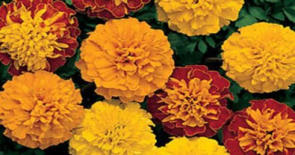 Buy Marigold French Flower Seeds | Hobbyplus.in | Free Shipping