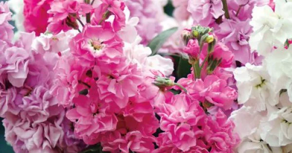 Buy Stock Flower Seeds | Hobbyplus.in | Free Shipping
