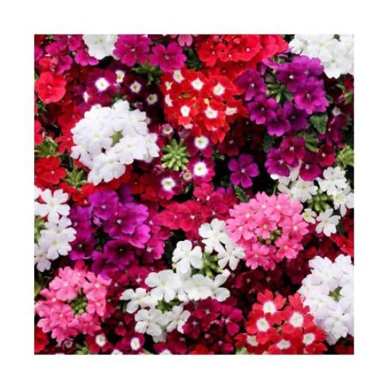 Buy Verbena Mixed Color Flower Seeds | Hobbyplus.in | Free Shipping