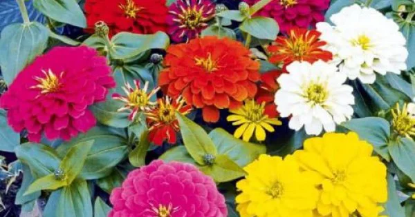 Zinnia Double Scarlet Mixed Color Flower Hybrid Seeds