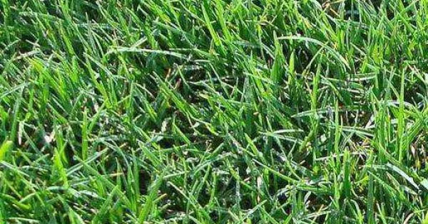Buy Bermuda Grass Seeds Online - High-Quality Turfgrass for Your Lawn