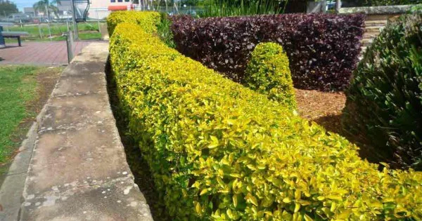 Buy Best Hedge Planting Seeds Online | Affordable Garden Fence Seeds
