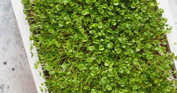 Basil Microgreens Organic Seeds | Aromatic, Healthy & Easy to Grow Non ...