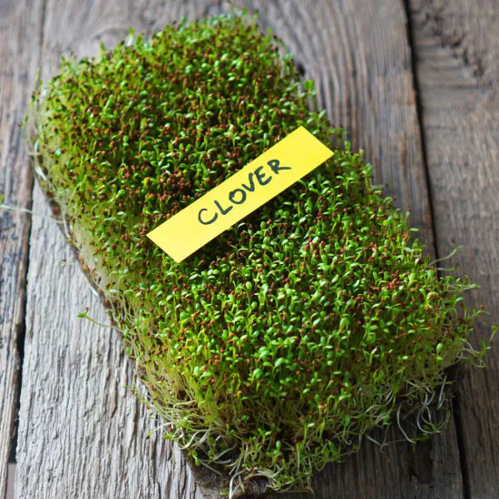 Clover Microgreen Seeds | Super Salad Greens | Easy to Grow Indoors ...