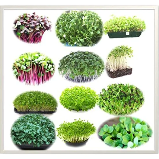 Microgreen Seeds Non GMO. Grow Your Own Super Healthy Organic Salad.