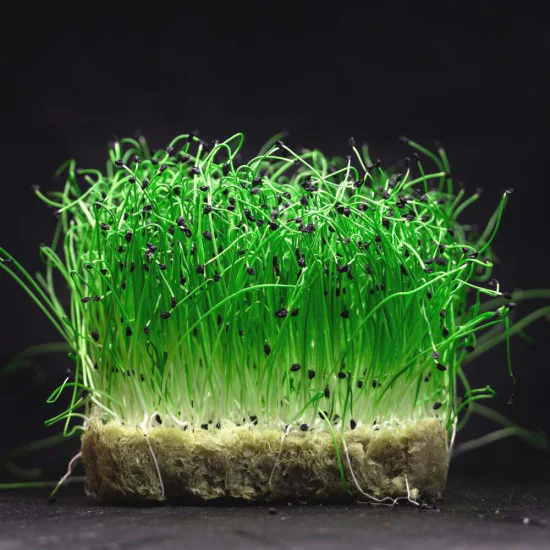 Onion Microgreens Seeds | Non-GMO, Organic, & Heirloom Varieties ...