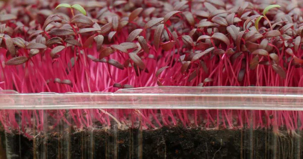 Red Amaranth Microgreens Seeds | Non-GMO, Organic, & Heirloom Varieties ...