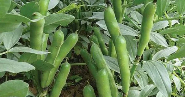 Buy Fava Beans Selection Bakla Vegetable Seeds | Hobbyplus.in | Free ...