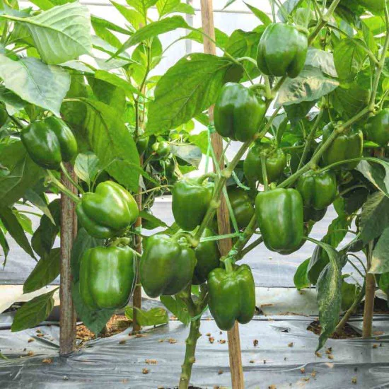 Buy Capsicum (Hari Shimla Mirch) F1 Hybrid Seeds - Vibrant and High ...