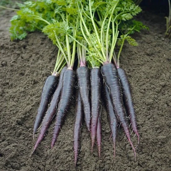 Buy Carrot Black Wonder Vegetable Seeds | Hobbyplus.in | Free Shipping