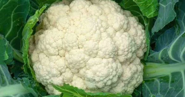 Buy Best Quality Cauliflower (Phool Gobhi) Seeds Hybrid Online in India ...
