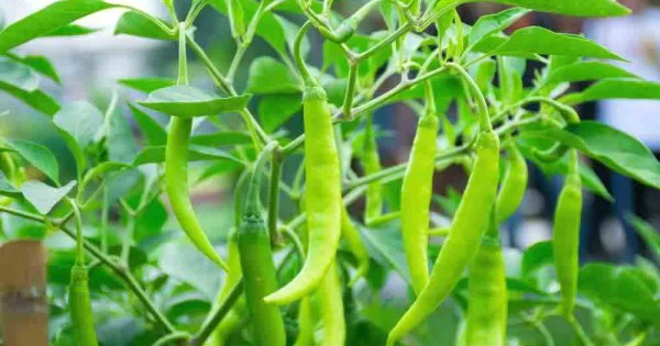 Buy Chilli (Mirch) Hybrid Vegetable Seeds | Hobbyplus.in | Free Shipping