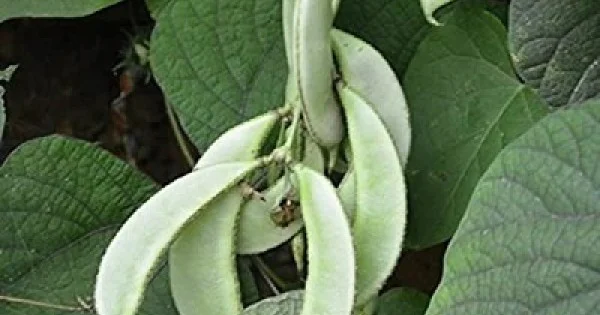Buy Hyacinth Beans Sem Fali Vegetable Seeds | Hobbyplus.in | Free Shipping