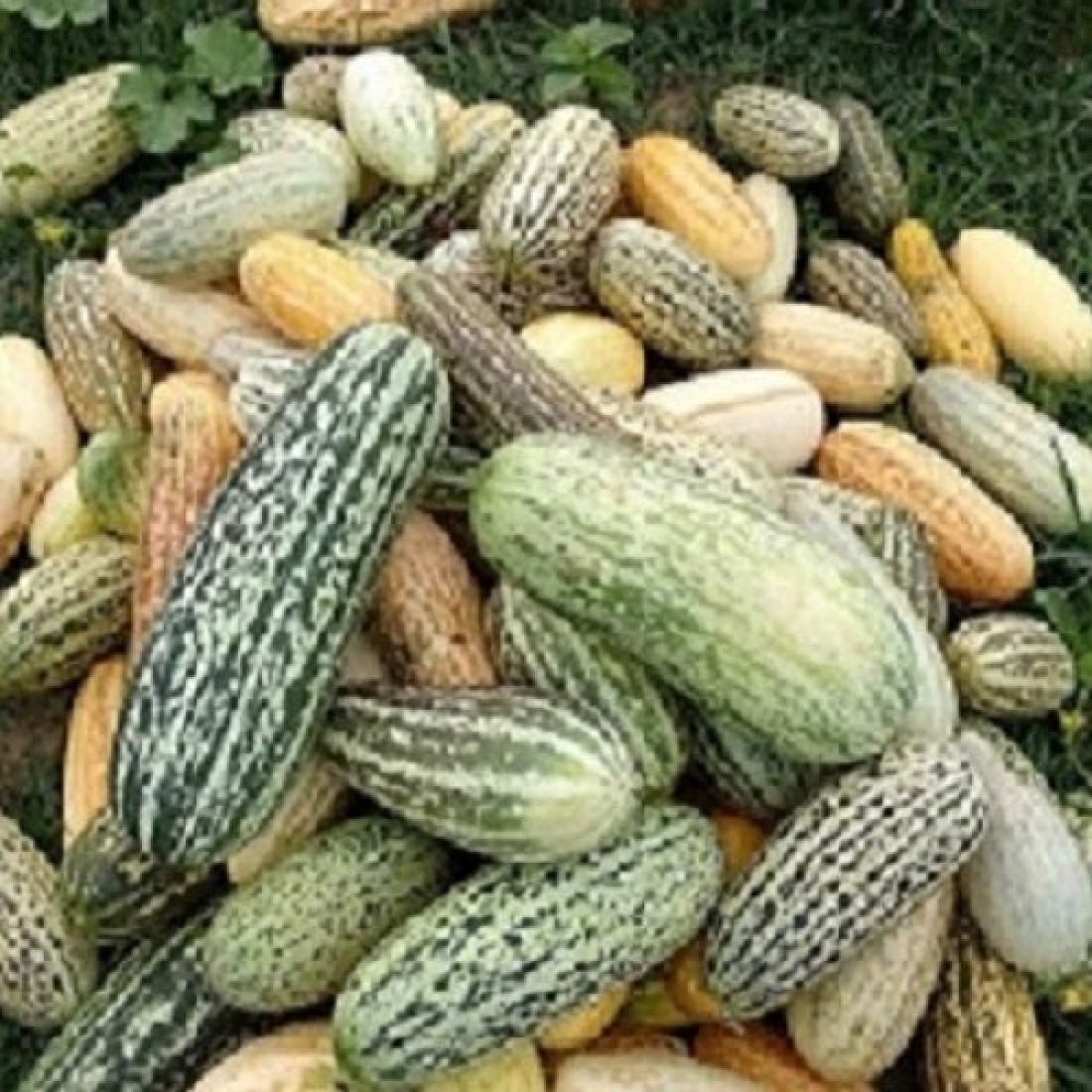 Buy Kachri Desi Vegetable Seeds | Hobbyplus.in | Free Shipping