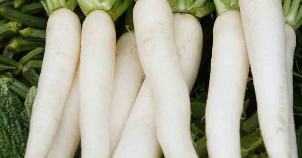 Buy Radish (Mooli) Vegetable Seeds | Hobbyplus.in | Free Shipping