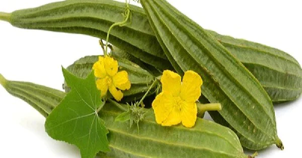 Buy Ridge Gourd Vegetable Seeds | Hobbyplus.in | Free Shipping