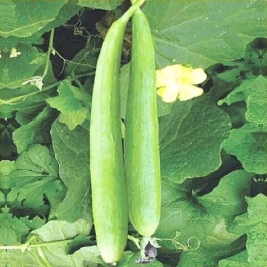 Buy White Long Sponge Gourd Vegetable Seeds | Hobbyplus.in | Free Shipping