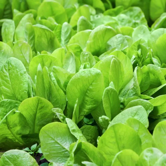 Buy Organic Spinach Vegetable Seeds | Hobbyplus.in | Free Shipping