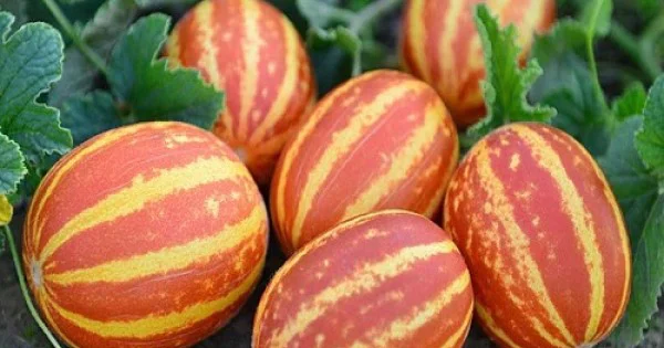 Buy Red Round Kachariya Vegetable Seeds | Hobbyplus.in | Free Shipping