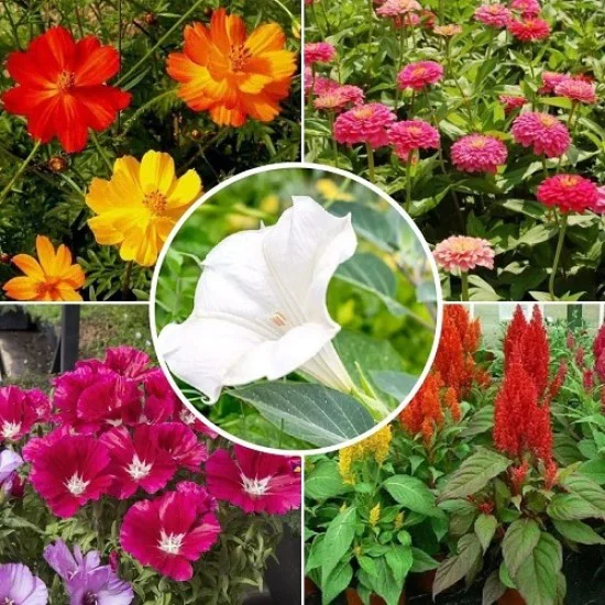 Buy Flower Seeds Combo Pack (Set of 5 Packets) | Zinnia, Clarkia ...