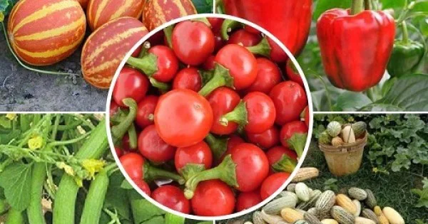 Buy Kachariya, Kakri, Pepper, Kachri Desi, Capsicum Vegetable Seeds ...